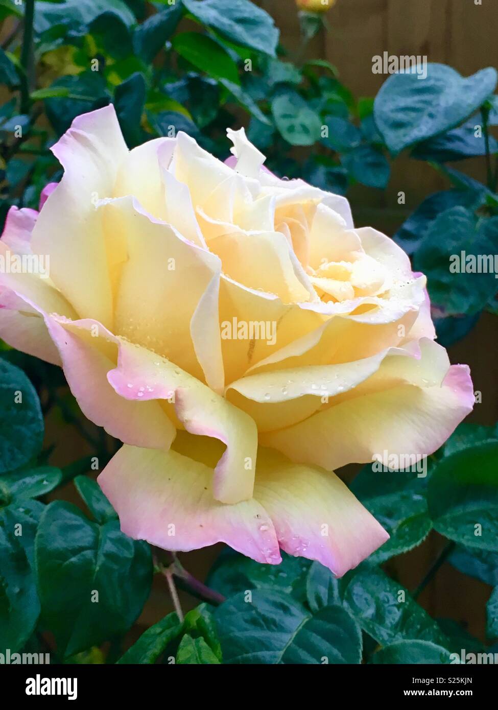 Peace rose hi-res stock photography and images - Alamy