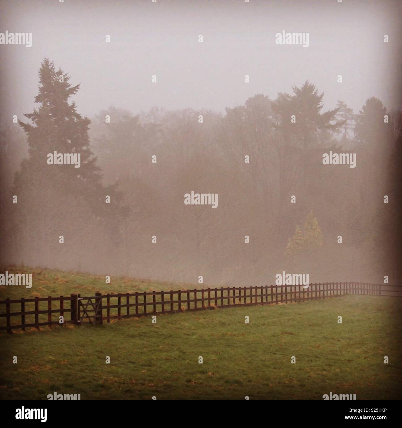 Morning mist over field and woodland Stock Photo - Alamy