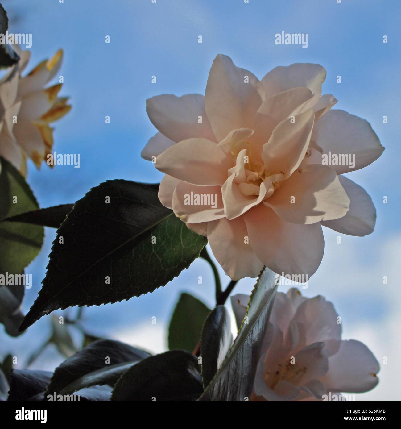 Cream and pink hi-res stock photography and images - Alamy