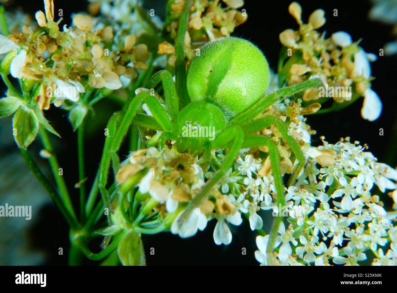 Green huntsman spider Stock Photo - Alamy