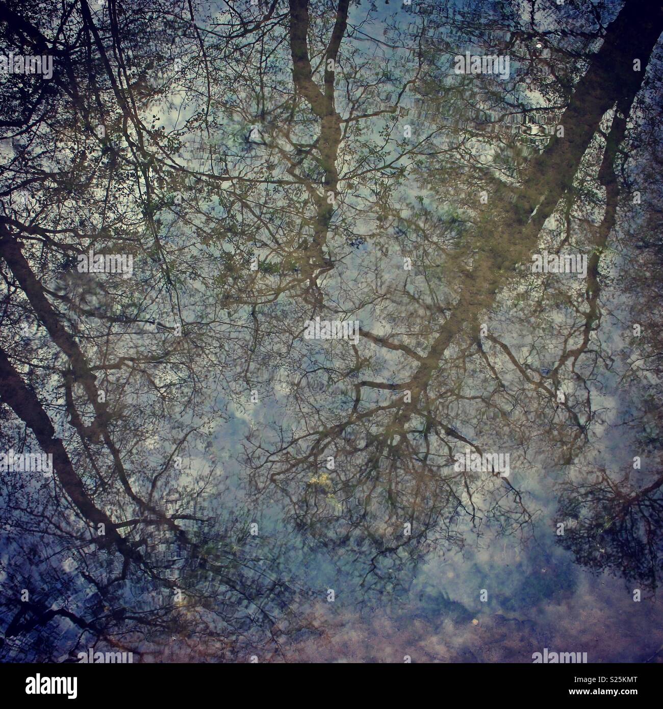 Tree reflections in a forest pond Stock Photo - Alamy