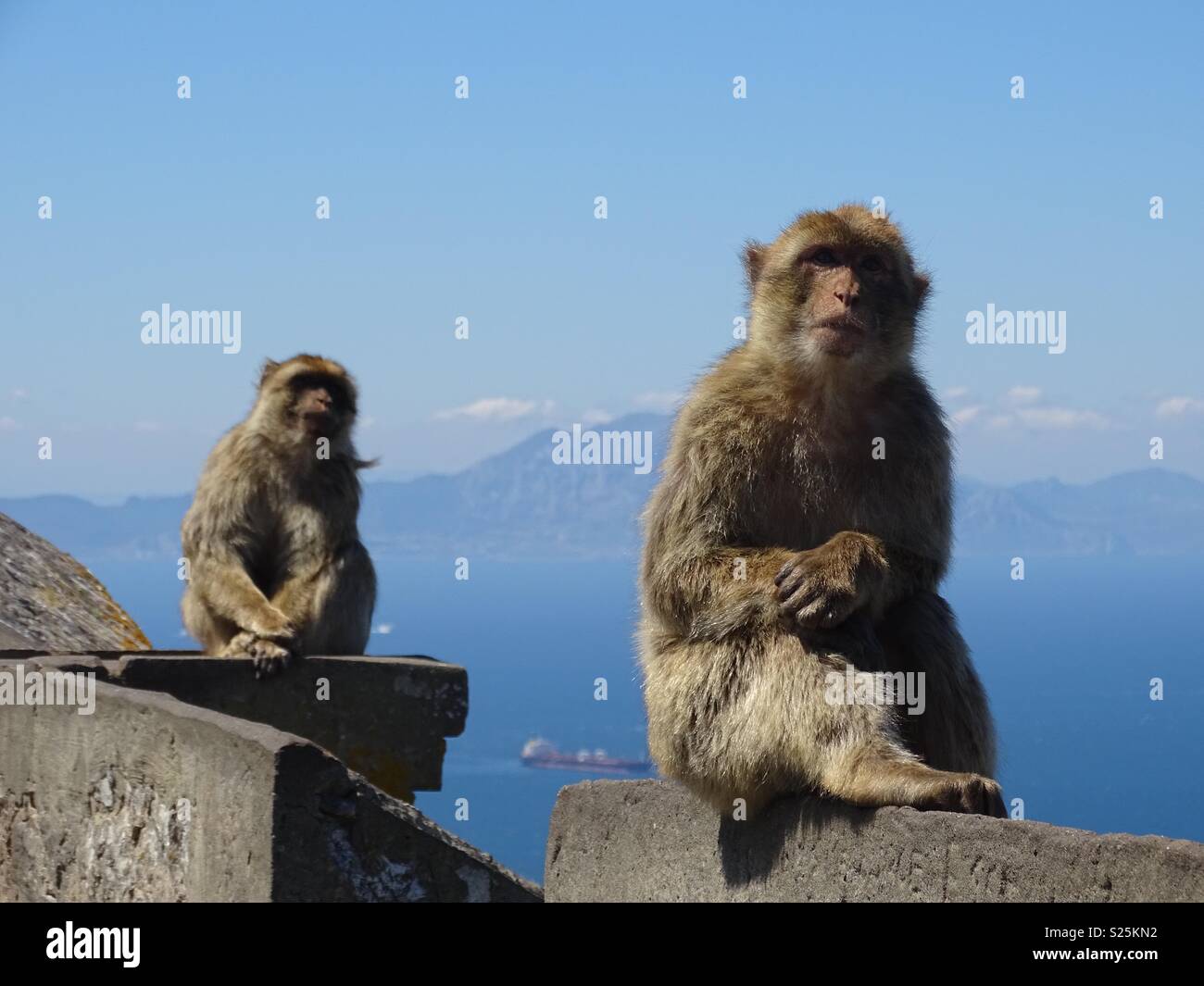 The apes of Gibraltar with Africa in the background Stock Photo - Alamy