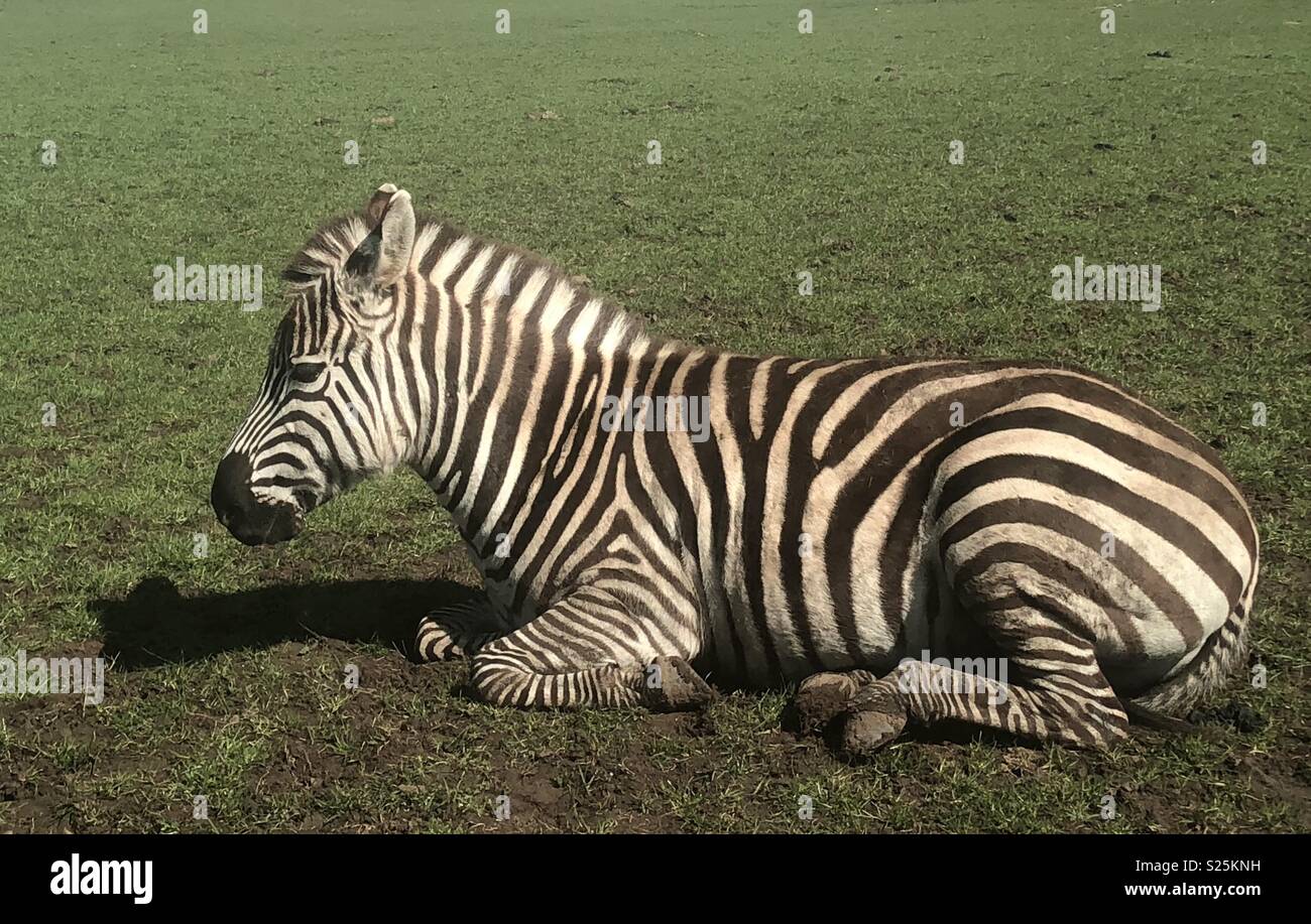 Napping grass hi-res stock photography and images - Alamy
