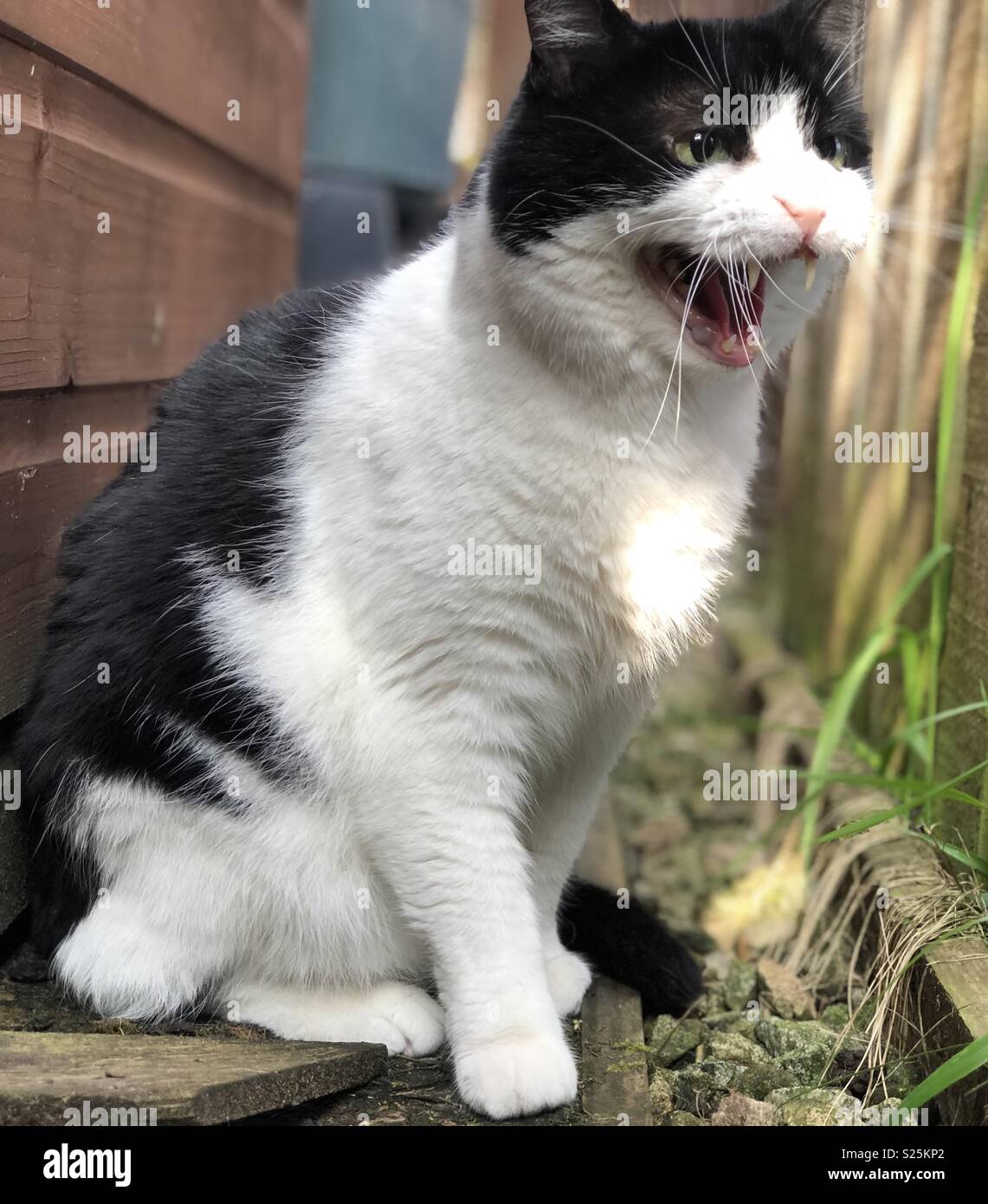 Cat Hissing At Dog
