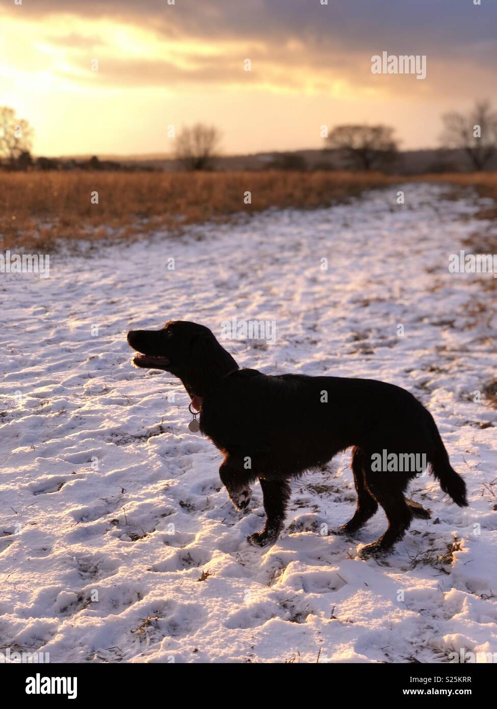 Black working cocker spaniel hi-res stock photography and images - Alamy