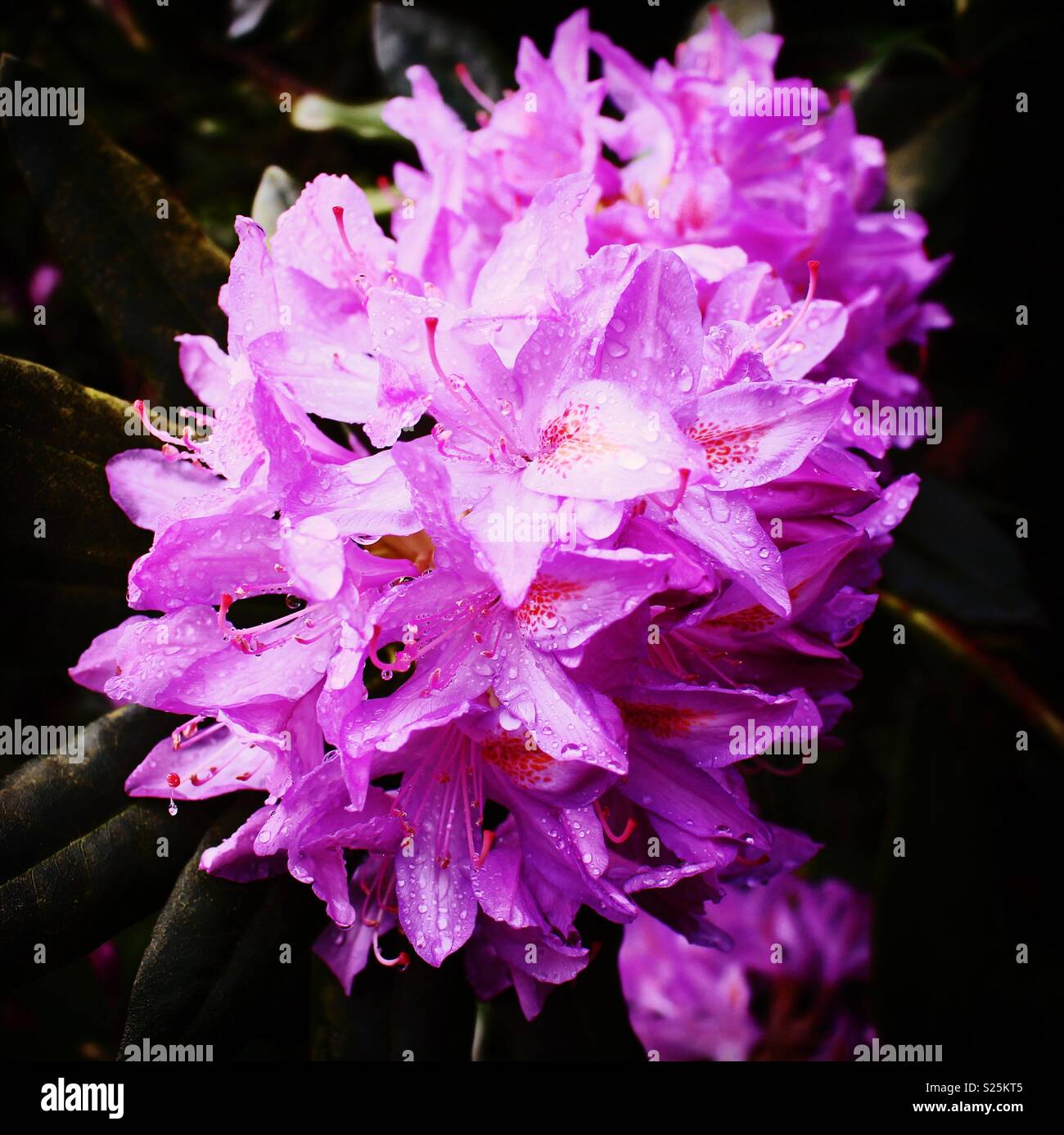 Lavender rhododendron hi-res stock photography and images - Alamy