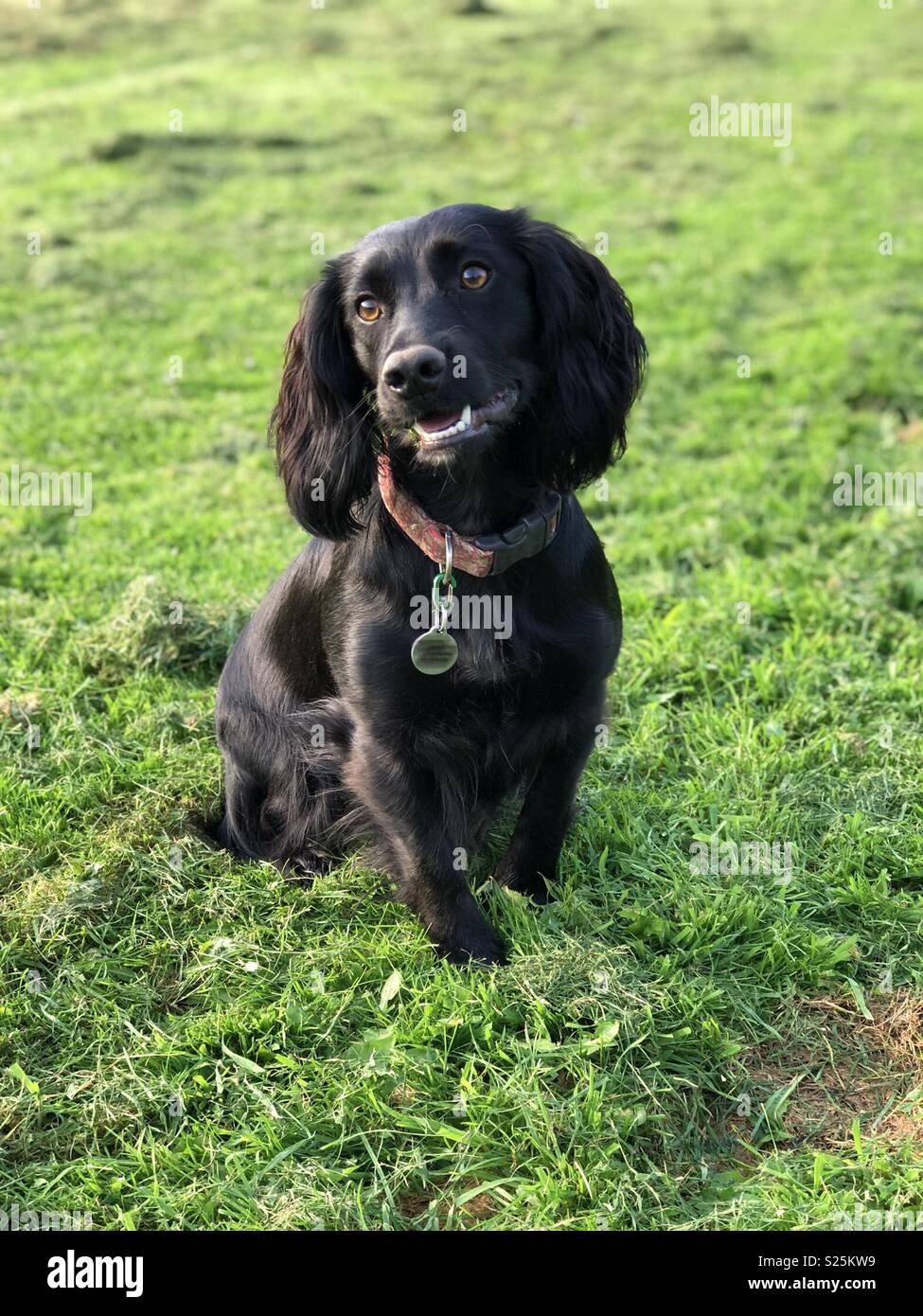 Working cocker spaniel hi-res stock photography and images - Alamy