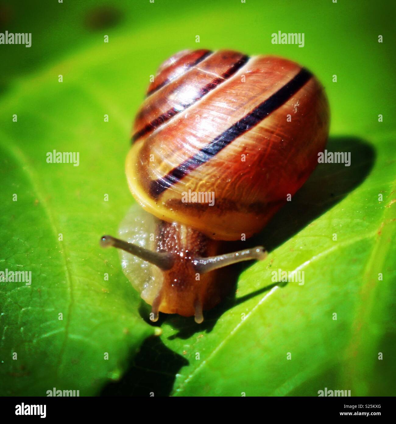 Hello beautiful hi-res stock photography and images - Alamy