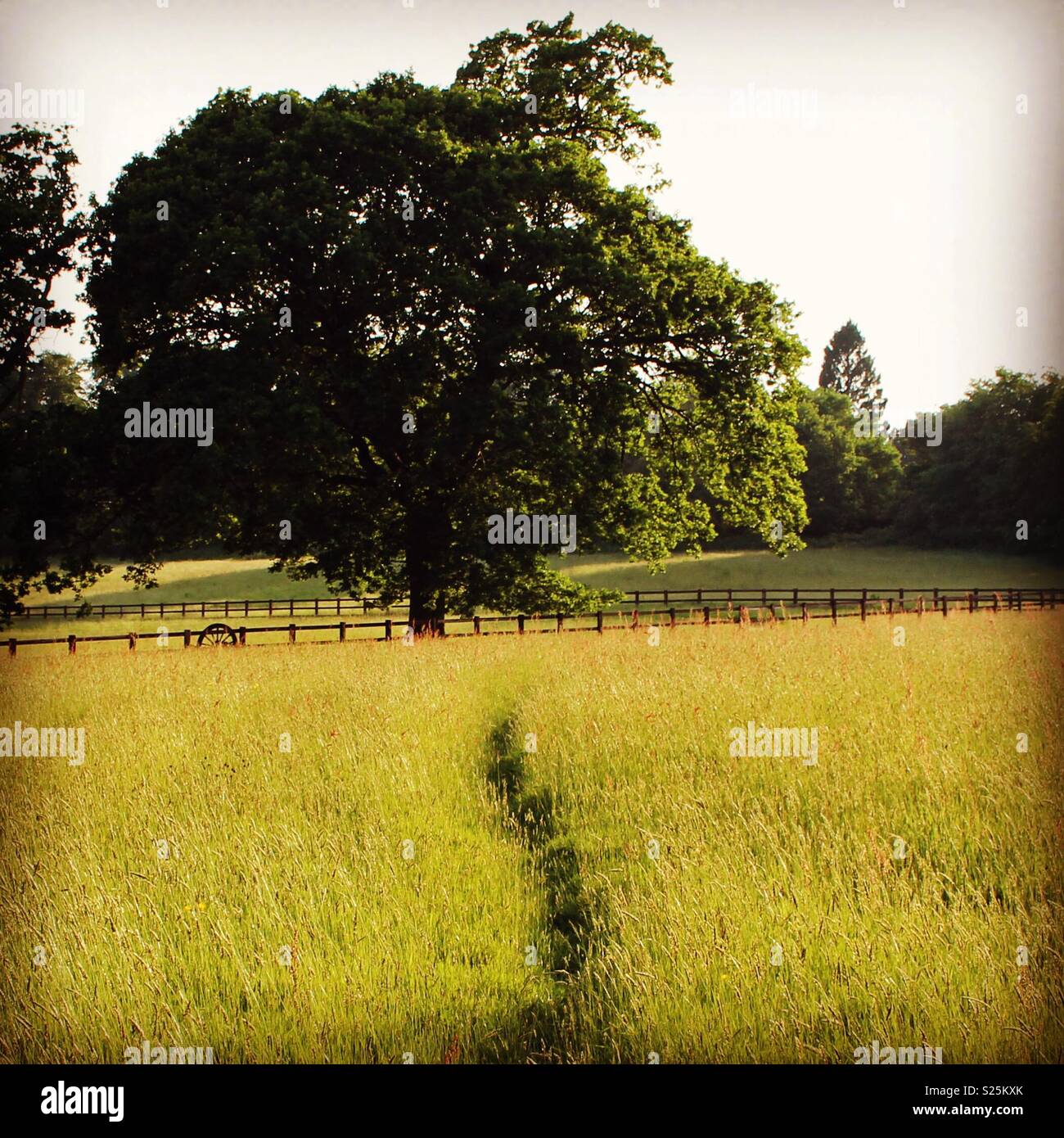 Golden field and fence hi-res stock photography and images - Alamy