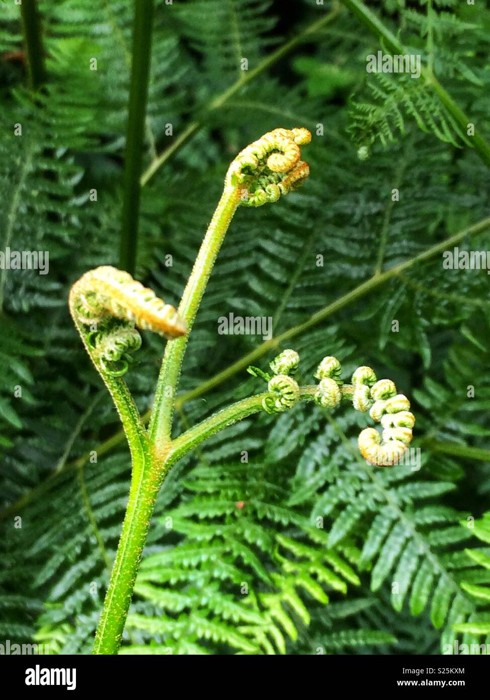 Curled fern hi-res stock photography and images - Alamy