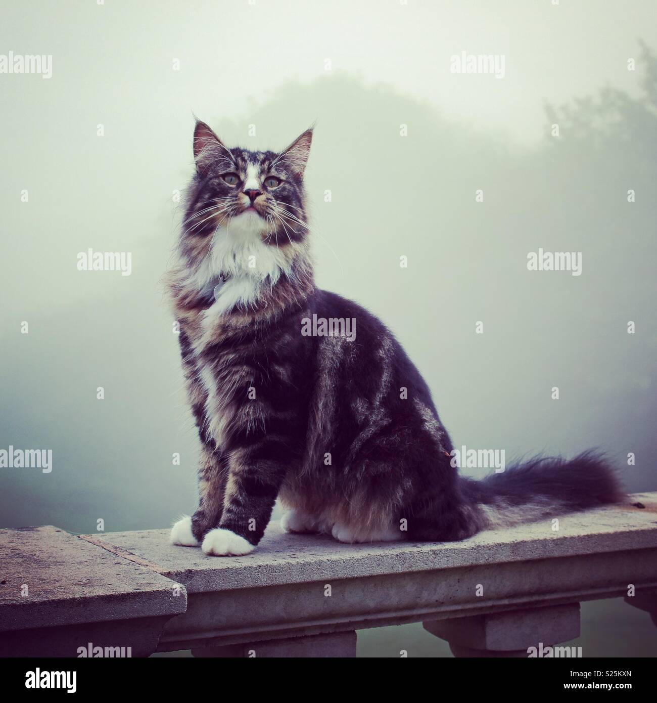 Cat is posing hi-res stock photography and images - Alamy