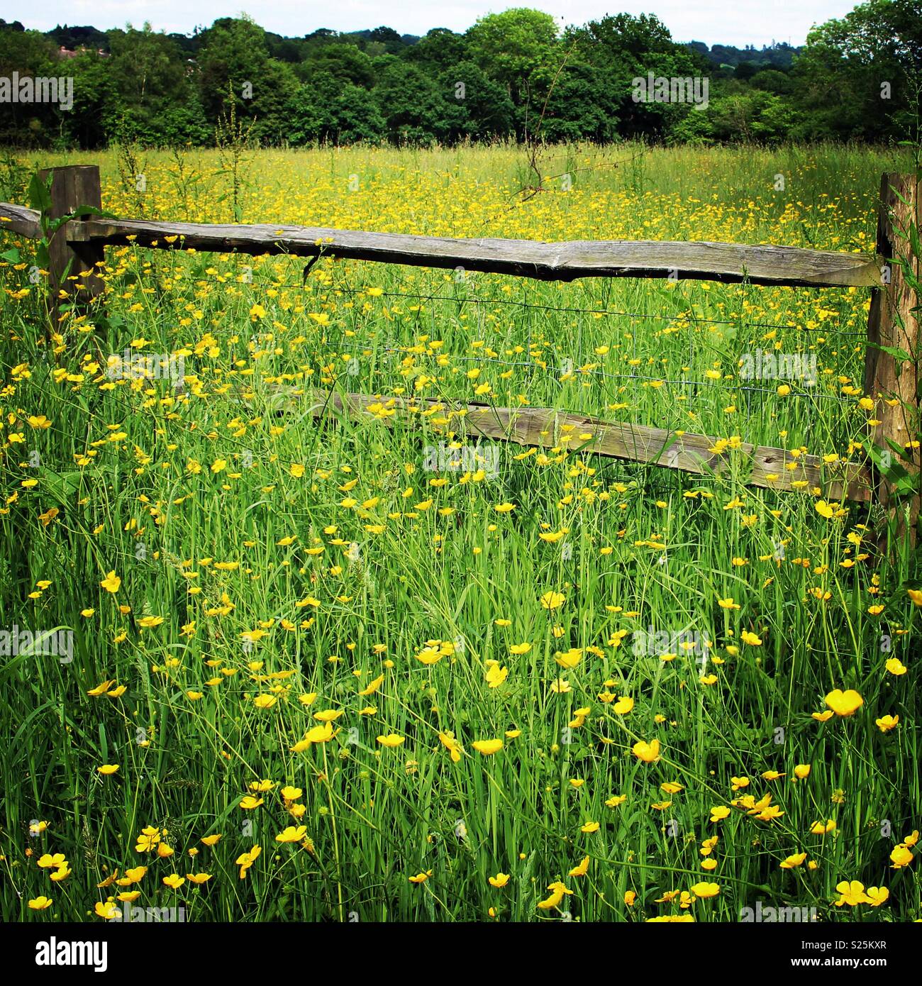 Buttercup field hi-res stock photography and images - Alamy