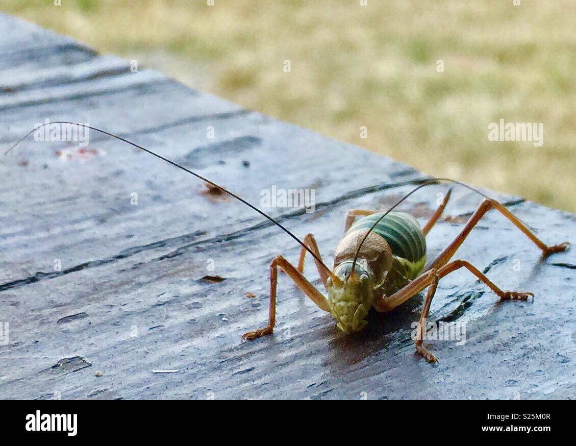 Female cricket hi-res stock photography and images - Alamy