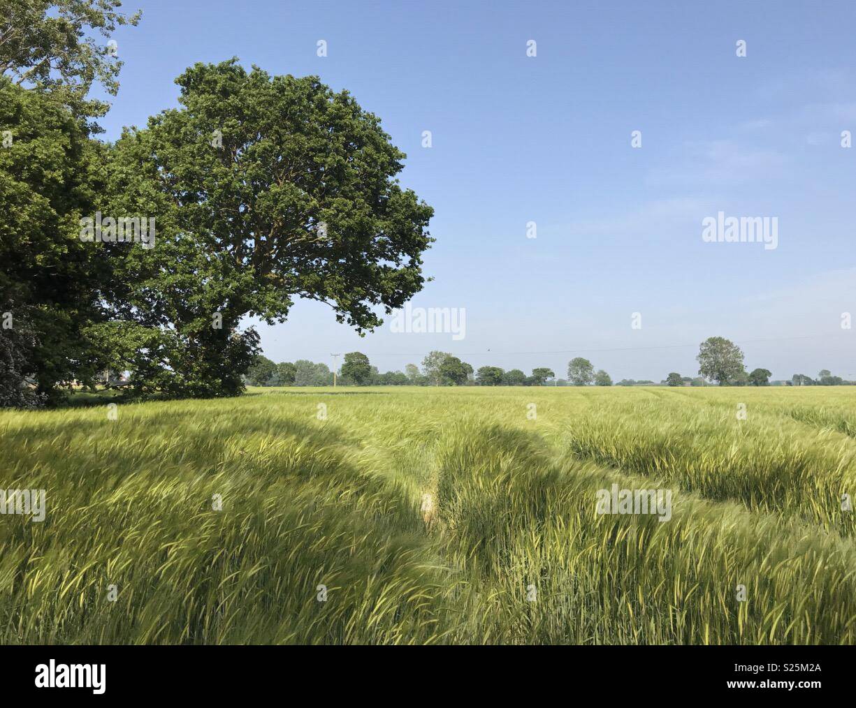 Hay Fields, Norfolk UK Stock Photo - Alamy