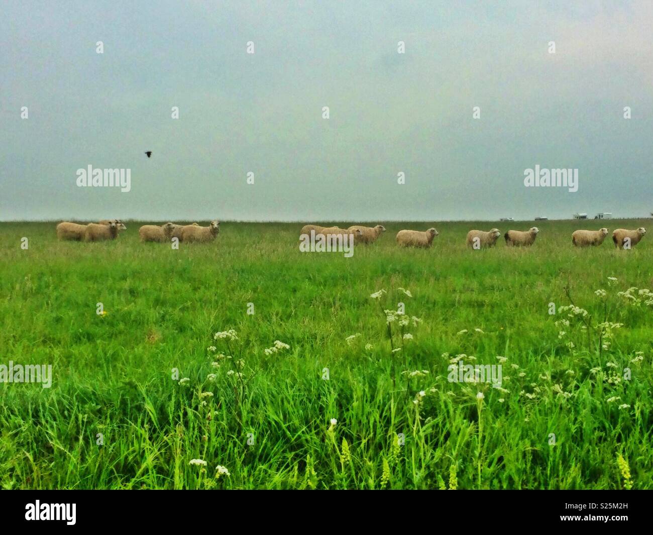 Sheep queue hi-res stock photography and images - Alamy