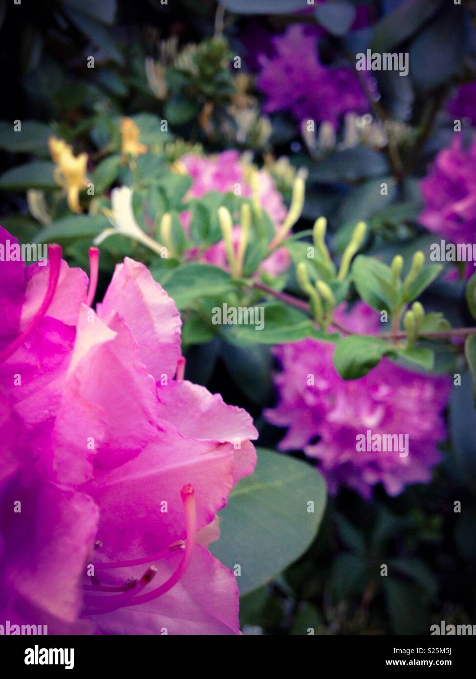 Lavender rhododendron hi-res stock photography and images - Alamy