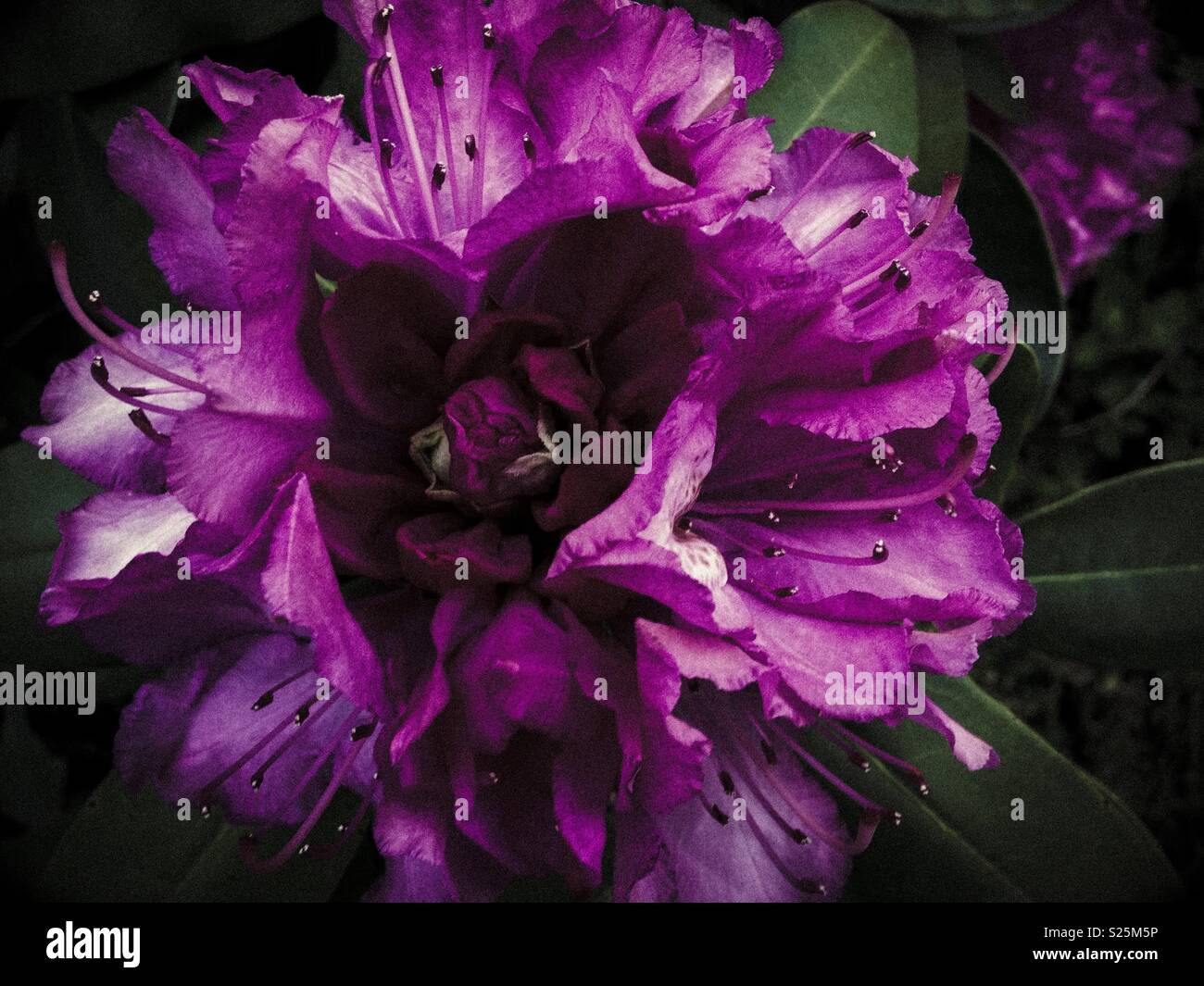 Lavender rhododendron hi-res stock photography and images - Alamy