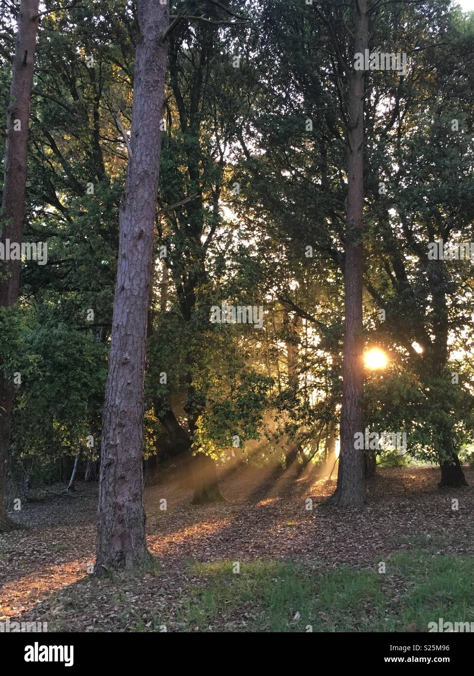 Sunshine breaking through the trees Stock Photo - Alamy