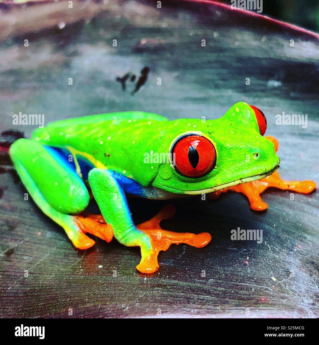 Exotic frog hi-res stock photography and images - Alamy