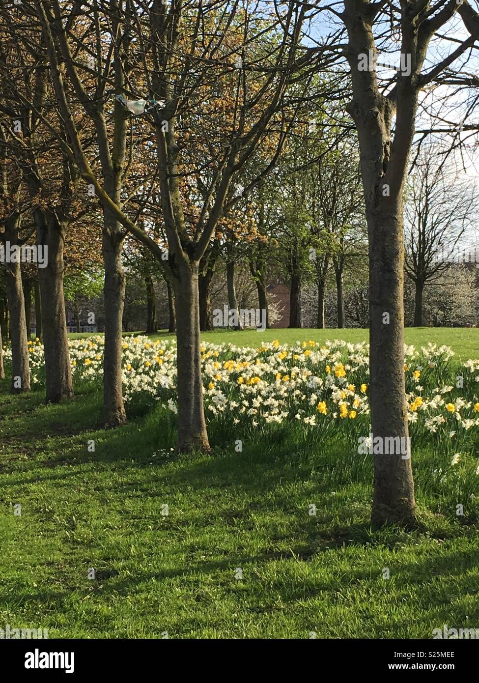 Urban trees hi-res stock photography and images - Alamy