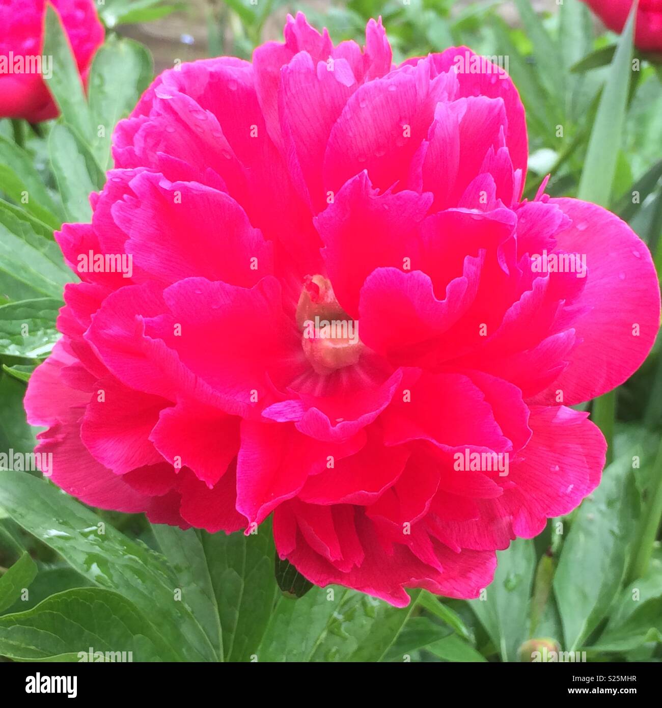 Summer peonies hi-res stock photography and images - Alamy