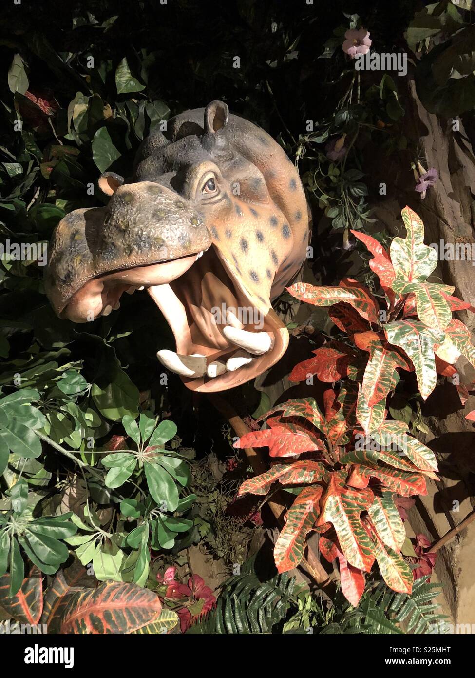 Roar teeth hi-res stock photography and images - Alamy