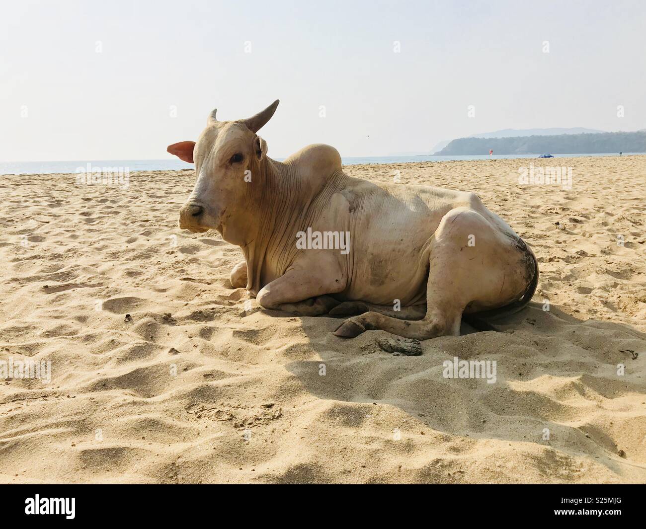 Cow goa hi-res stock photography and images - Alamy