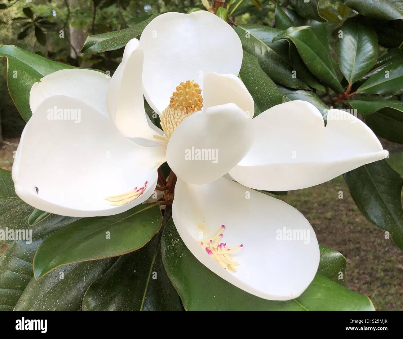 Magnolia flower blossom hi-res stock photography and images - Alamy