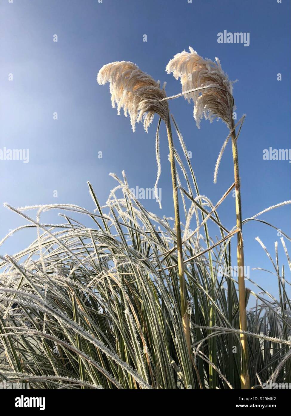 Toi toi plants hi-res stock photography and images - Alamy