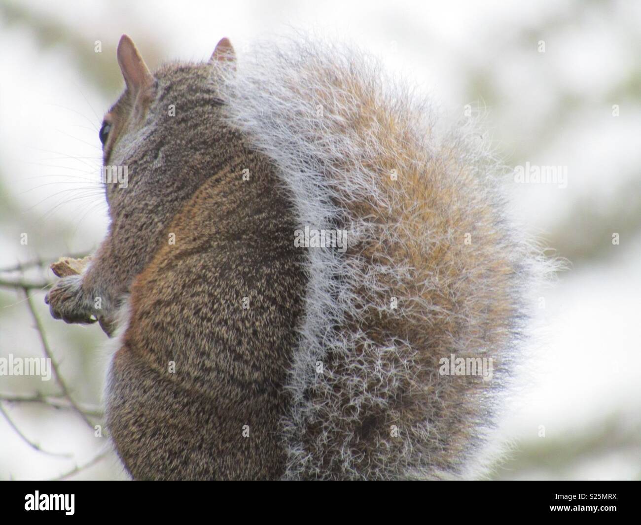 Back of brown squirrel Stock Photo - Alamy