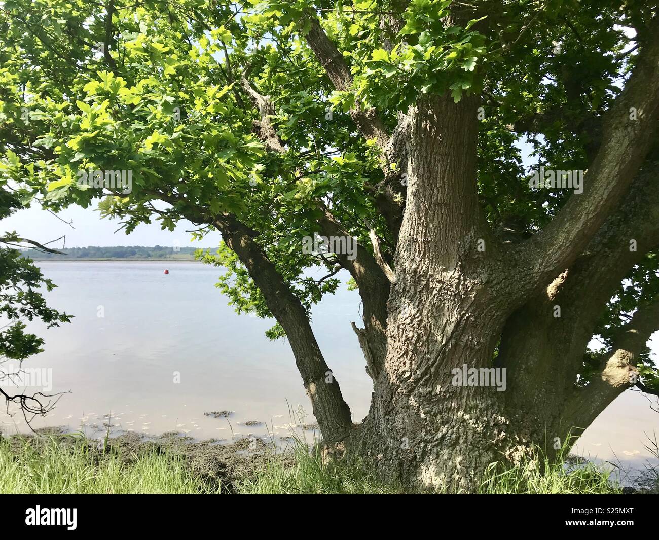 Tree by the river Stock Photo - Alamy