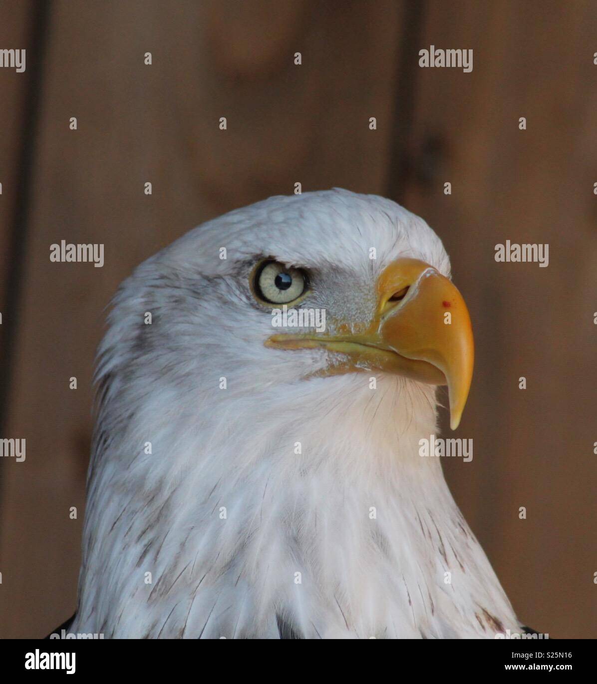 Stare of bird hi-res stock photography and images - Alamy