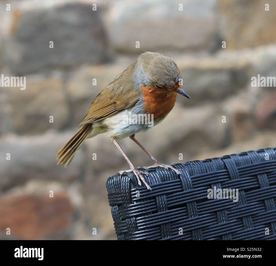 Robin sitting pretty Stock Photo - Alamy