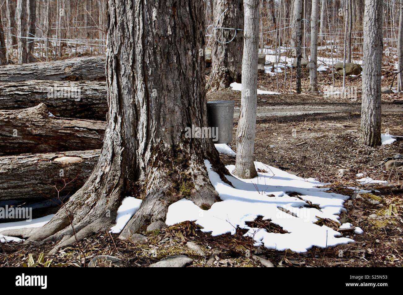 Syrup tapping hi-res stock photography and images - Alamy