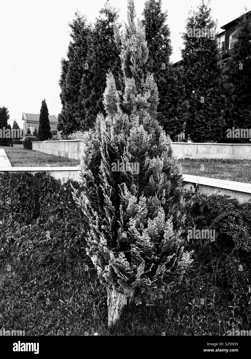 Small pine tree Black and White Stock Photos & Images - Alamy