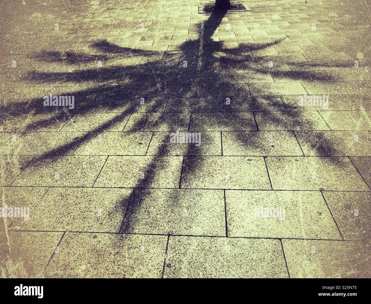Palm tree shadow reversed in sun light Stock Photo - Alamy