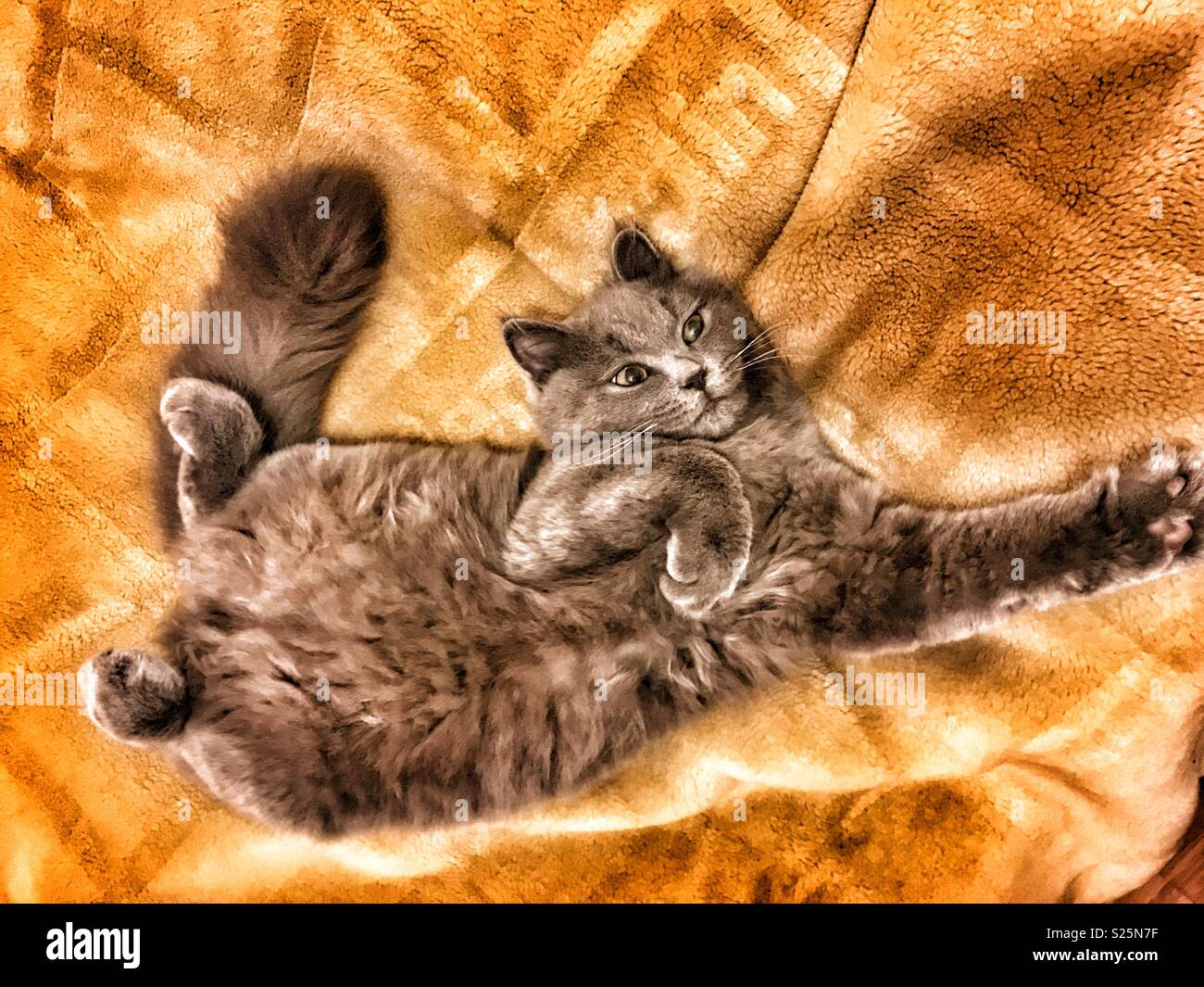 Spoiled cat laying on a fancy bed cover Stock Photo - Alamy