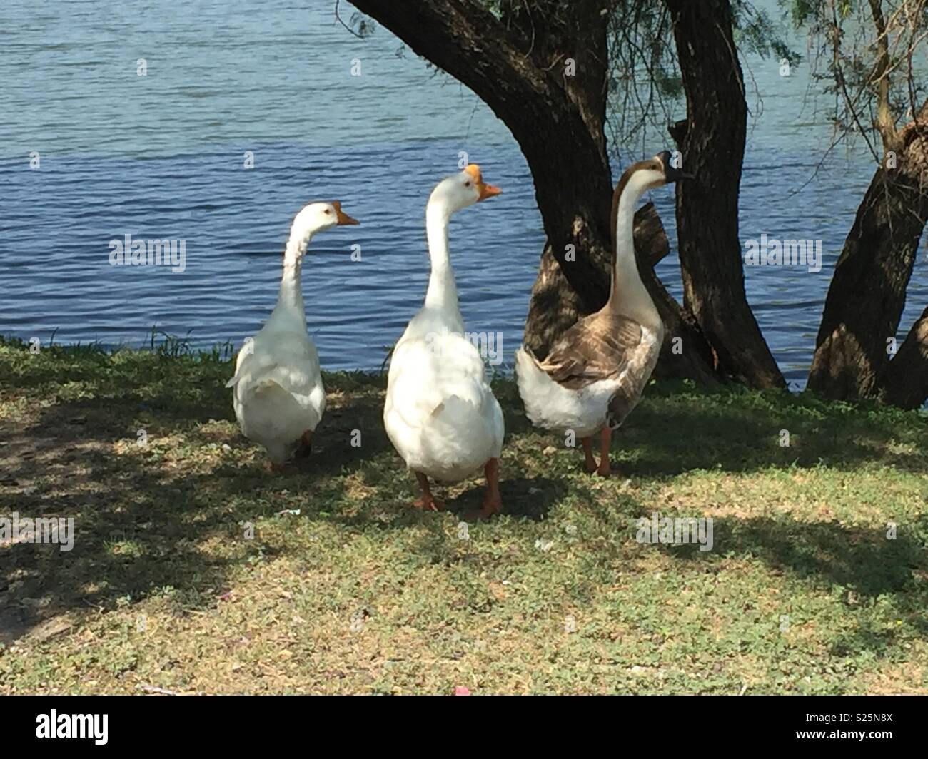 The three geese Stock Photo - Alamy