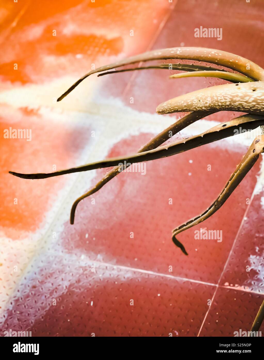 Dried aloe vera hi-res stock photography and images - Alamy