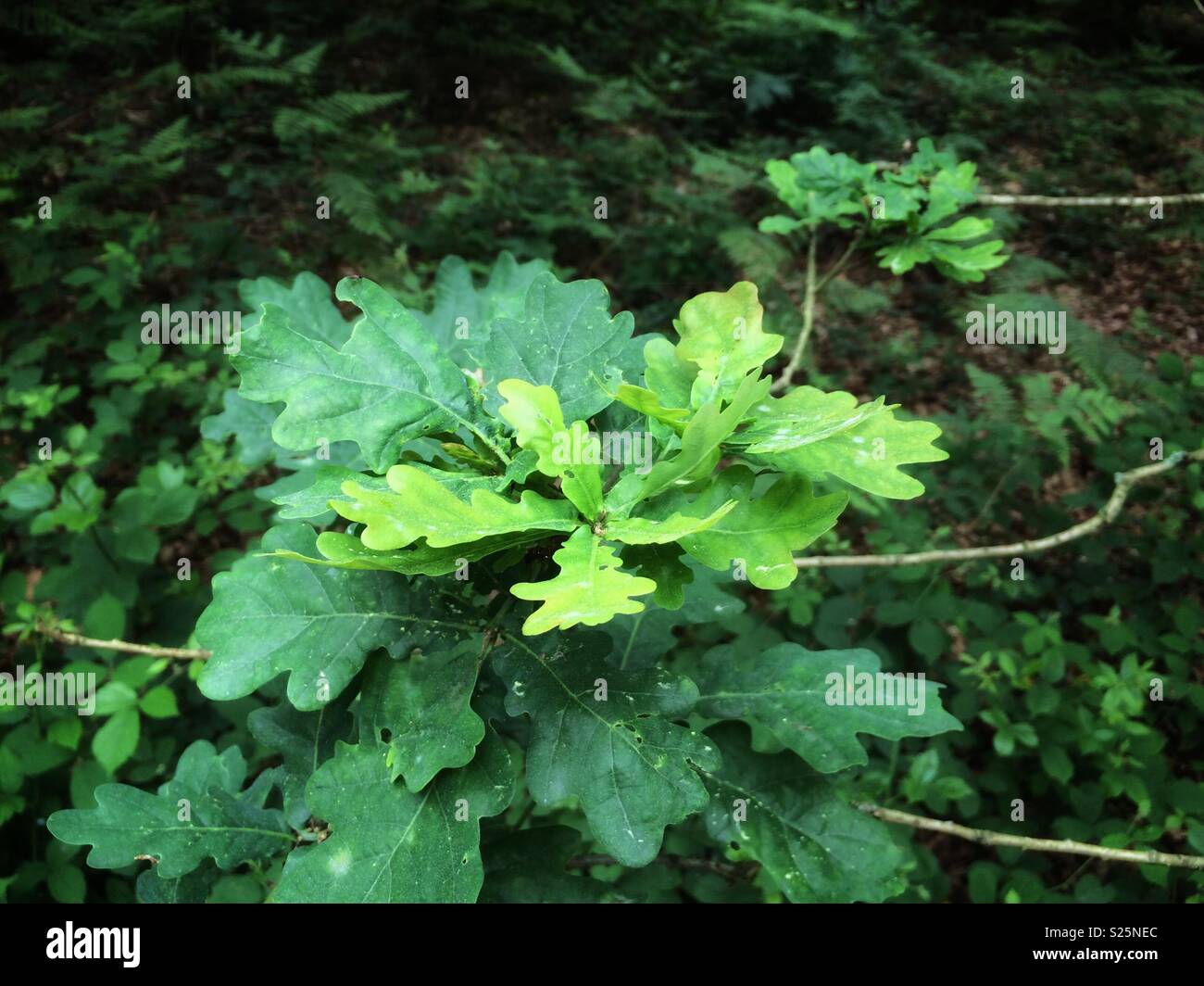Baby oak tree hi-res stock photography and images - Alamy