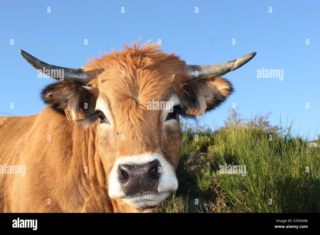 Cow with horns hi-res stock photography and images - Alamy
