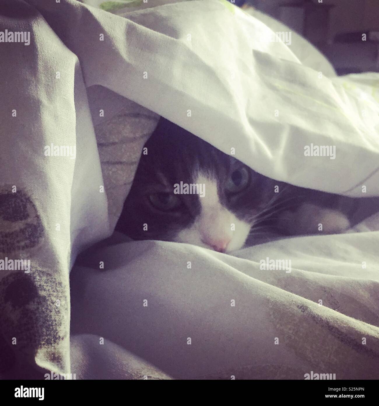 Cat Ready To Pounce Stock Photos & Cat Ready To Pounce Stock Images - Alamy