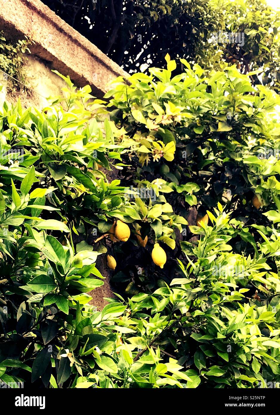 Lemons growing at Isola Bella, one of the Borromean Islands of Italy ...