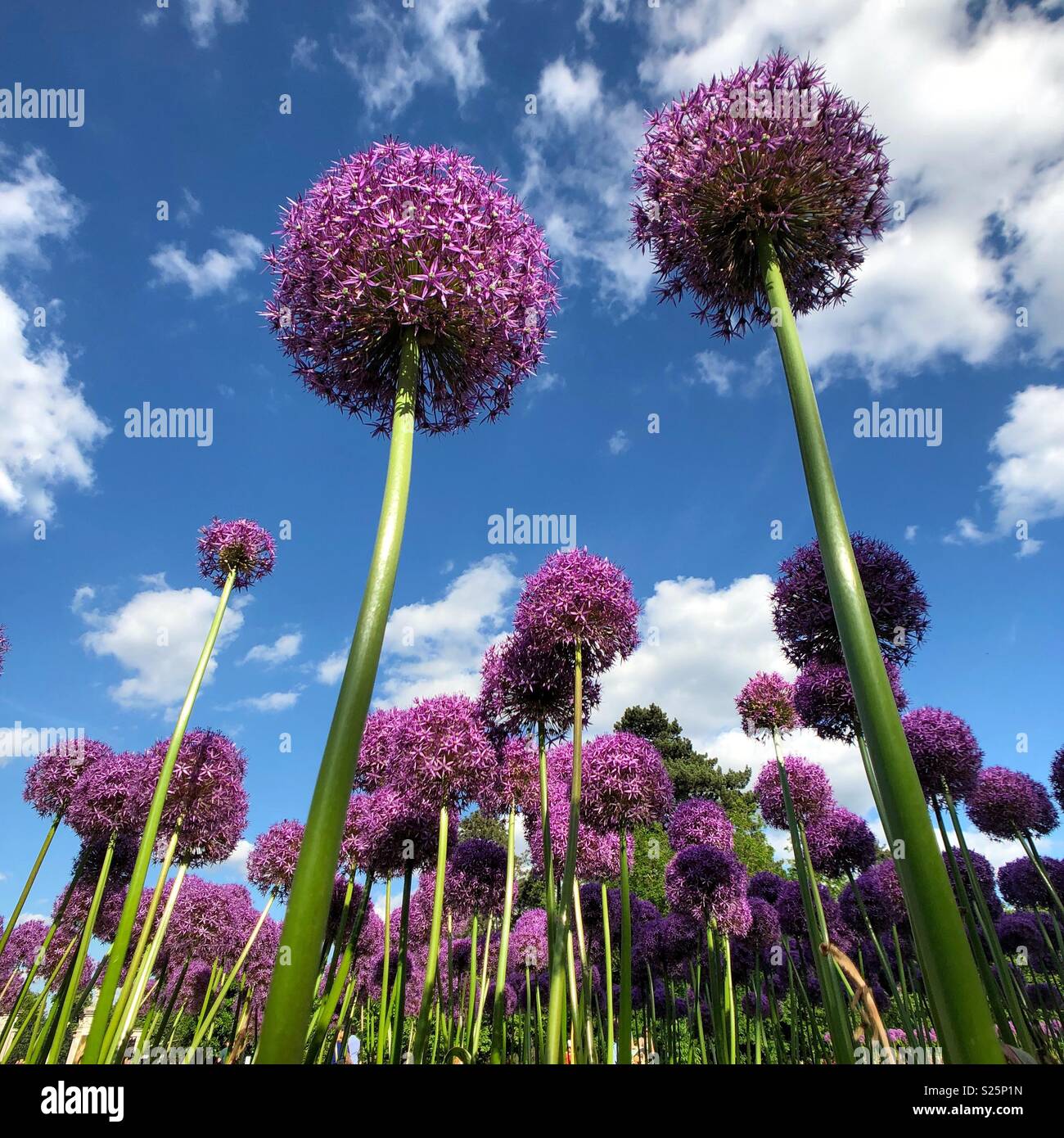 Alliums standing tall in the sunshine Stock Photo - Alamy