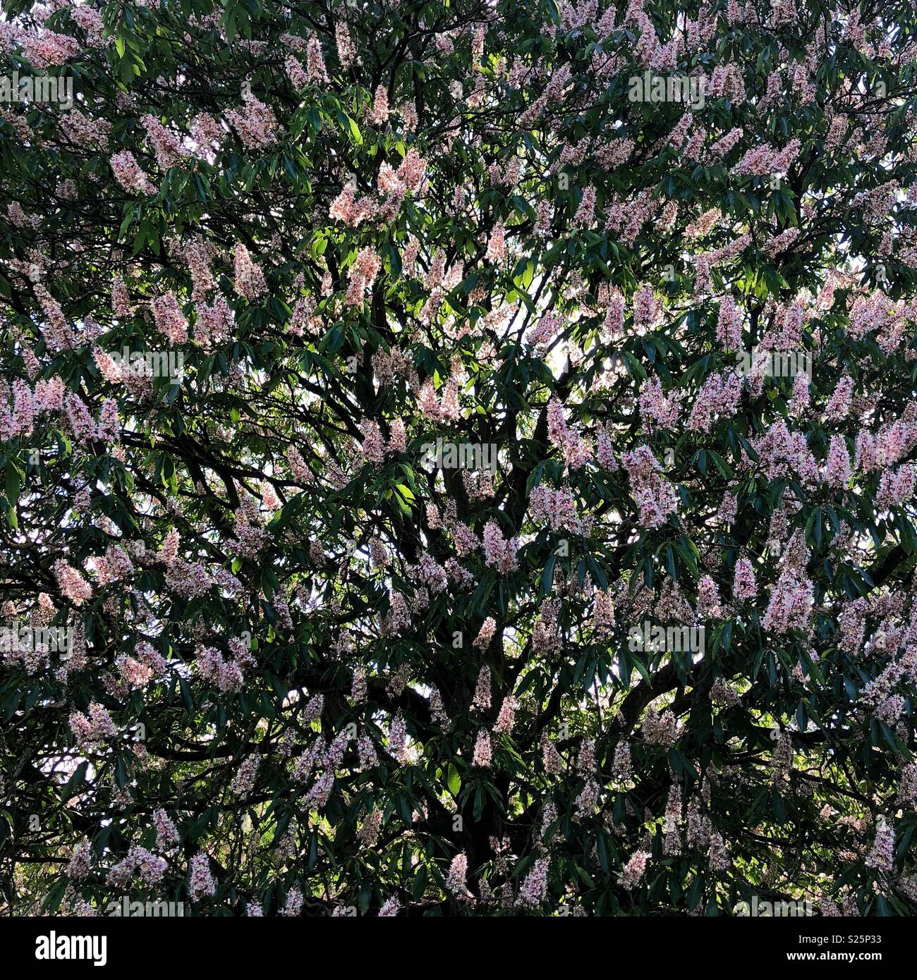 Sweet chestnut tree flowers hi-res stock photography and images - Alamy