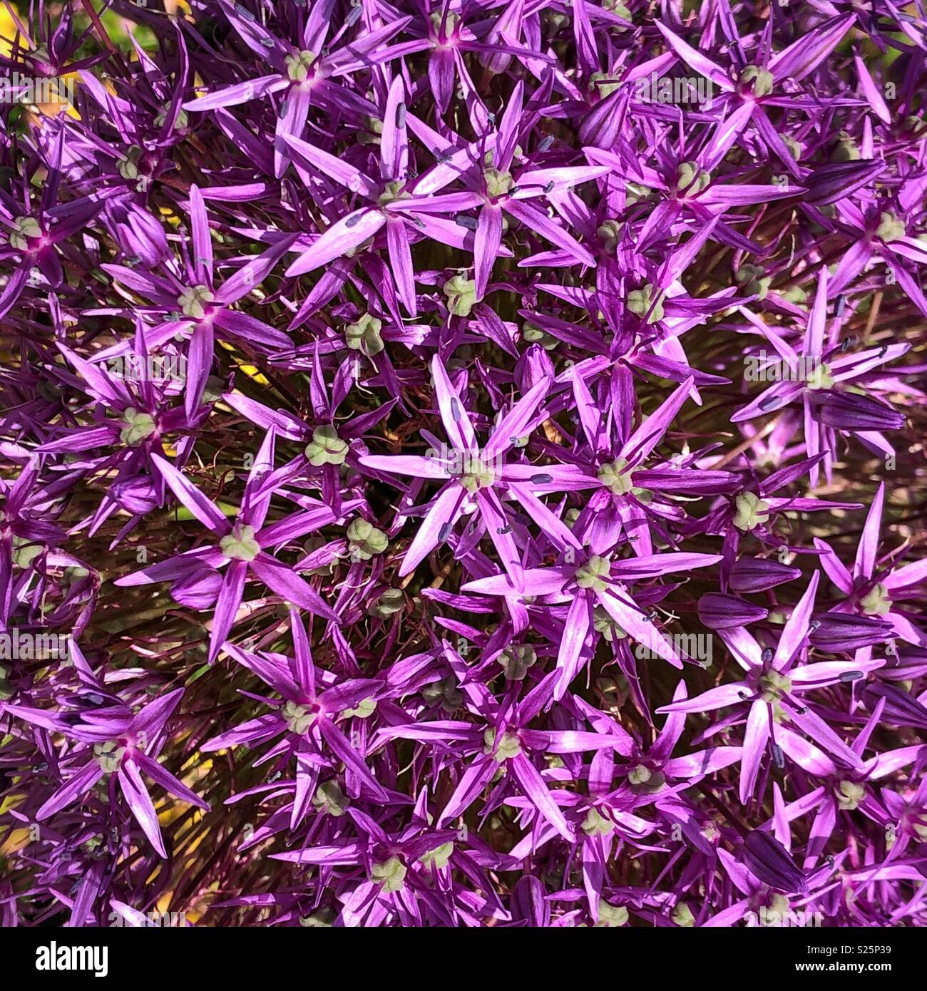 Up close hi-res stock photography and images - Alamy