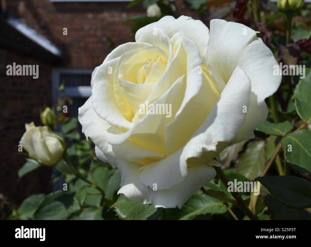 White rose garden hi-res stock photography and images - Alamy