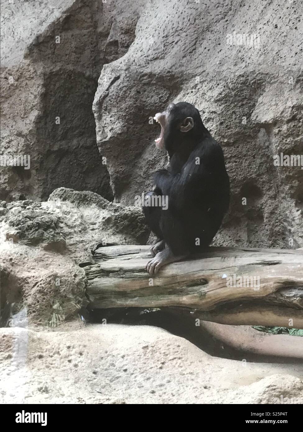 Monkey yelling hi-res stock photography and images - Alamy