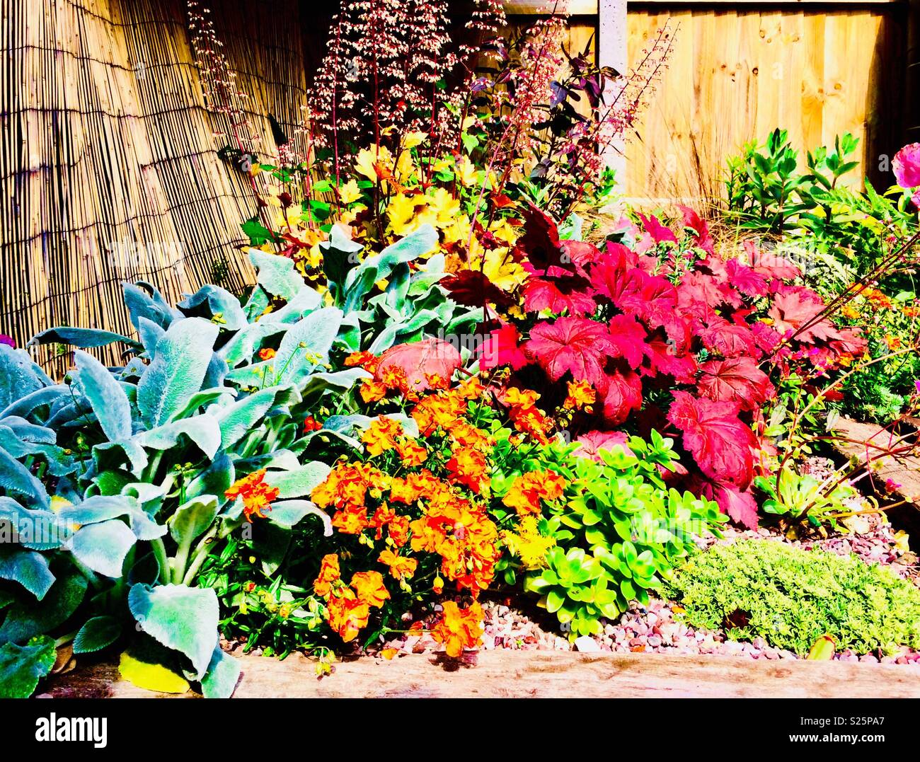 Beautiful colourful plants and flowers in border Stock Photo - Alamy