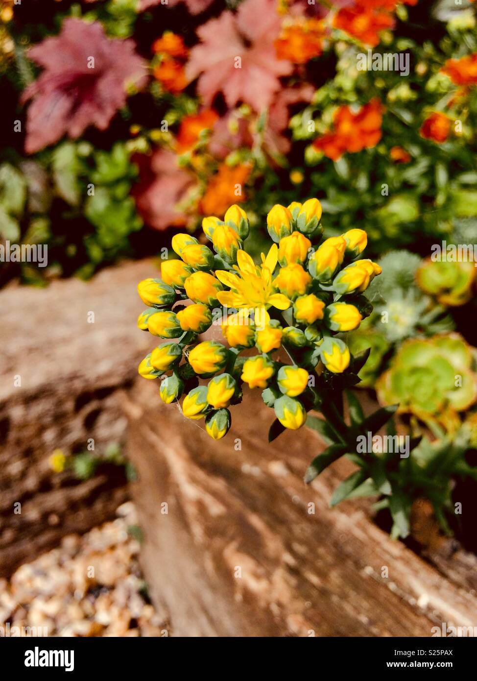Flowering dragon sedum in alpine rockery Stock Photo - Alamy